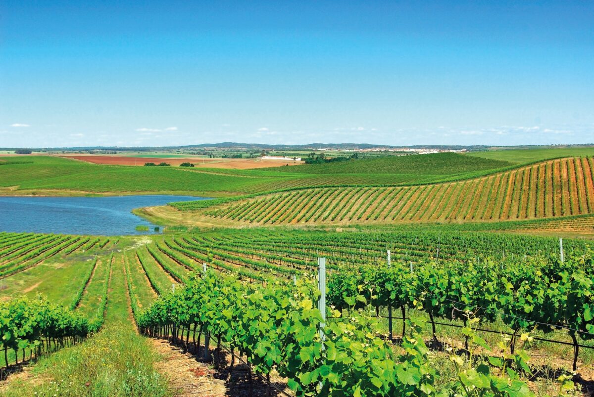 LA DIVERSITÉ DES VINS PORTUGAIS | Vivre le Portugal