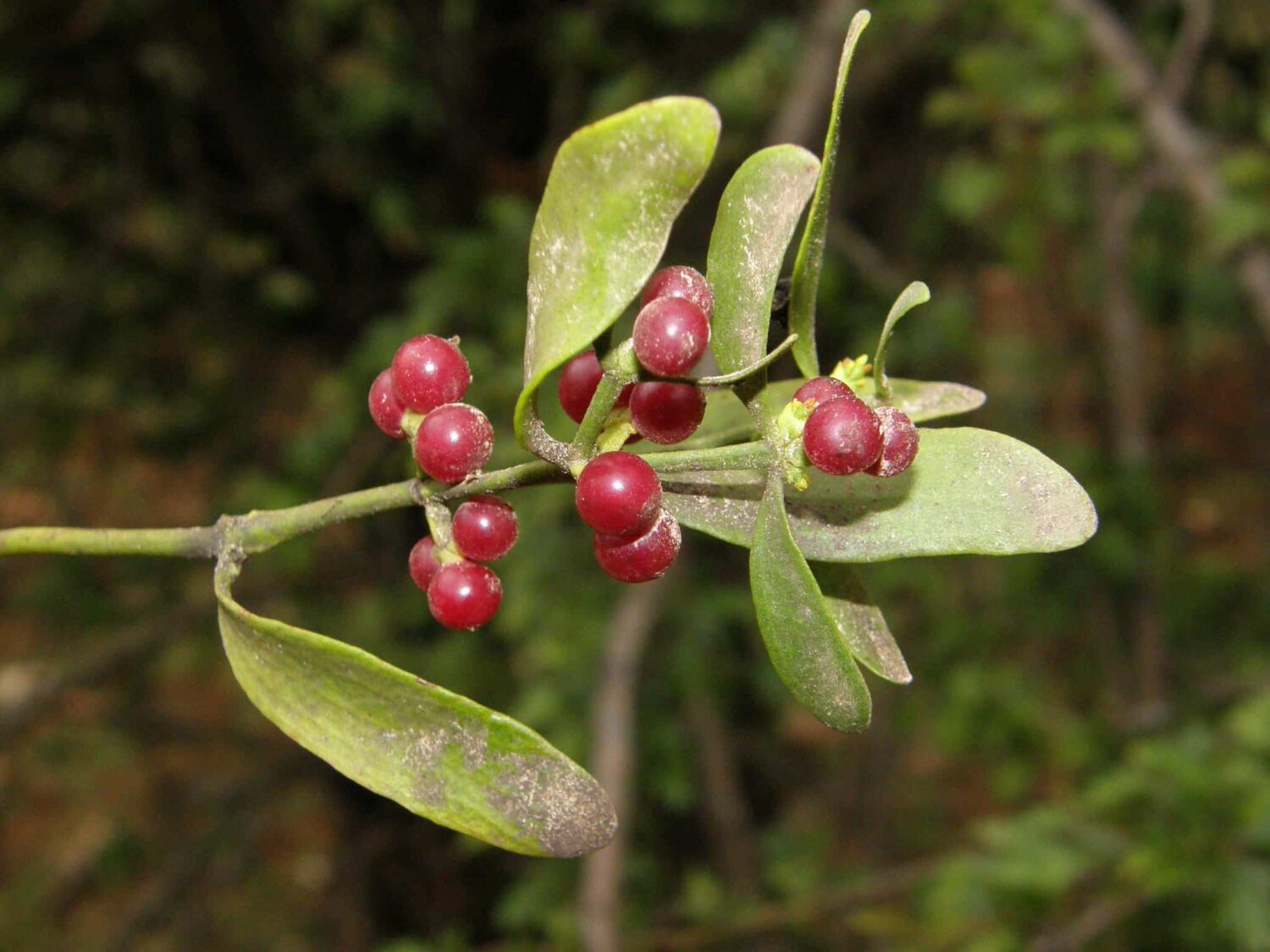 Traditions du solstice d’hiver – les conifères de votre jardin | Vivre ...