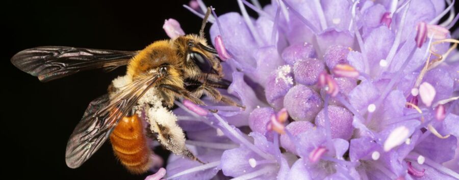 Les scientifiques surveillent les insectes pollinisateurs ; trouver ...