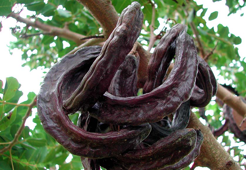 L’histoire des caroubes | Vivre le Portugal