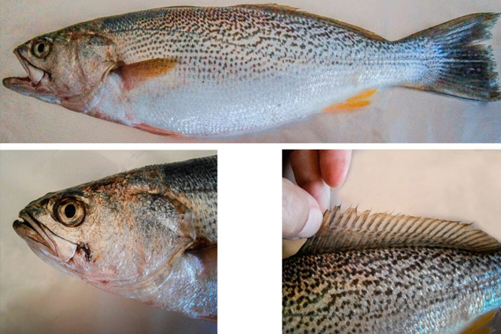 L’acoupa américain envahissant trouvé en Algarve « pourrait être une ...