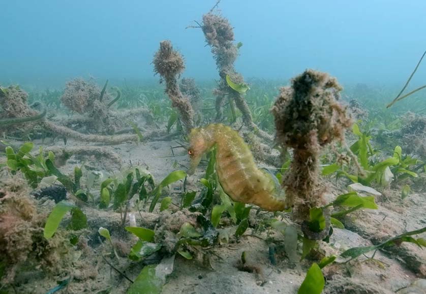 La population d’hippocampes de Ria Formosa montre des signes de ...