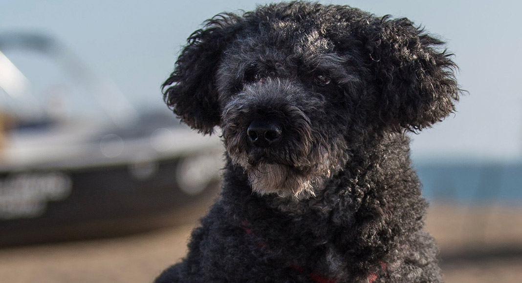 Un nouveau livre raconte l’histoire de « Kat le chien » | Vivre le Portugal