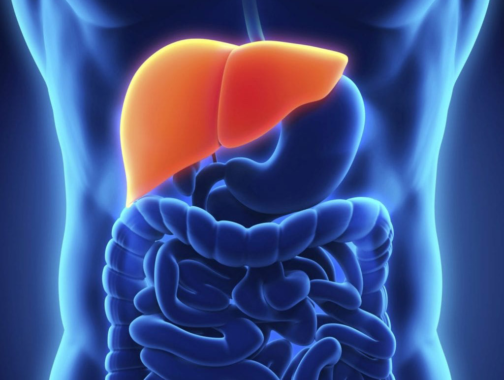 Stéatose hépatique : Protégez votre foie des graisses | Vivre le Portugal