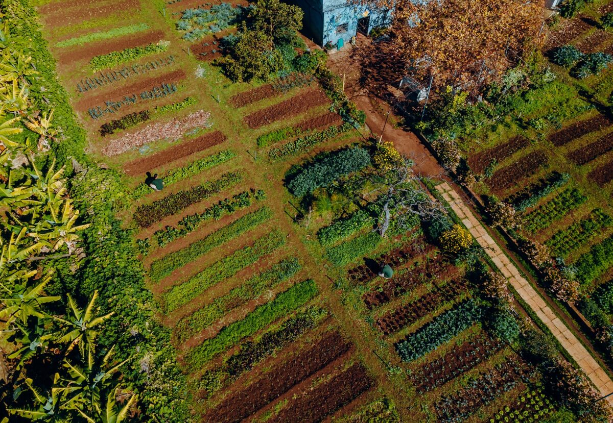 LE POTAGER DU CHEF BENOÎT | Vivre le Portugal