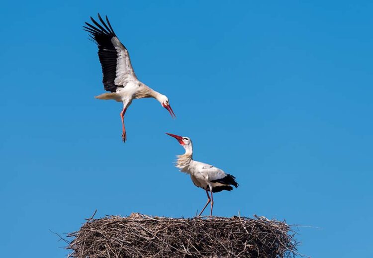 Cigognes : La bataille de l’immobilier | Vivre le Portugal