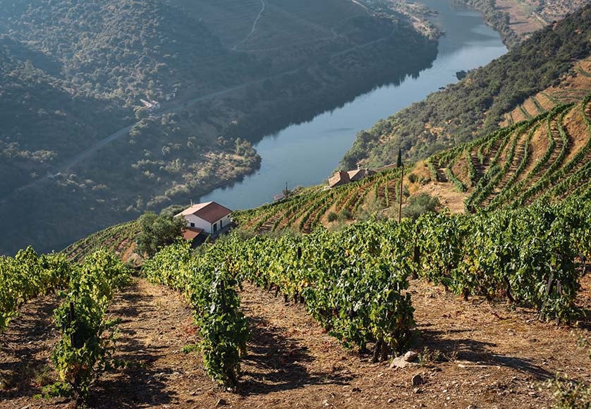 Pitch parfait des vins du Portugal | Vivre le Portugal