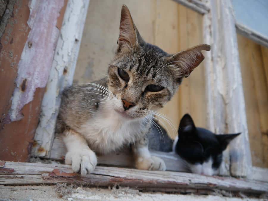 Les chats des rues se multiplient toujours à des « niveaux ...